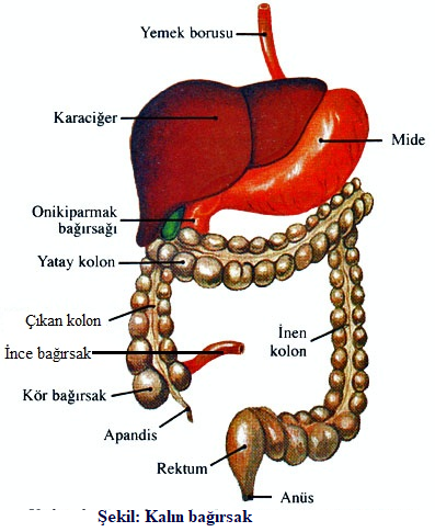 BİYOLOJİDERSİM KALIN BAĞIRSAK