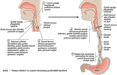 BİYOLOJİDERSİM YEMEK BORUSU